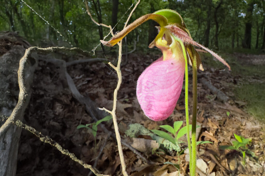 Legends and Lore of the Pink Lady Slipper – Friends of Trailside